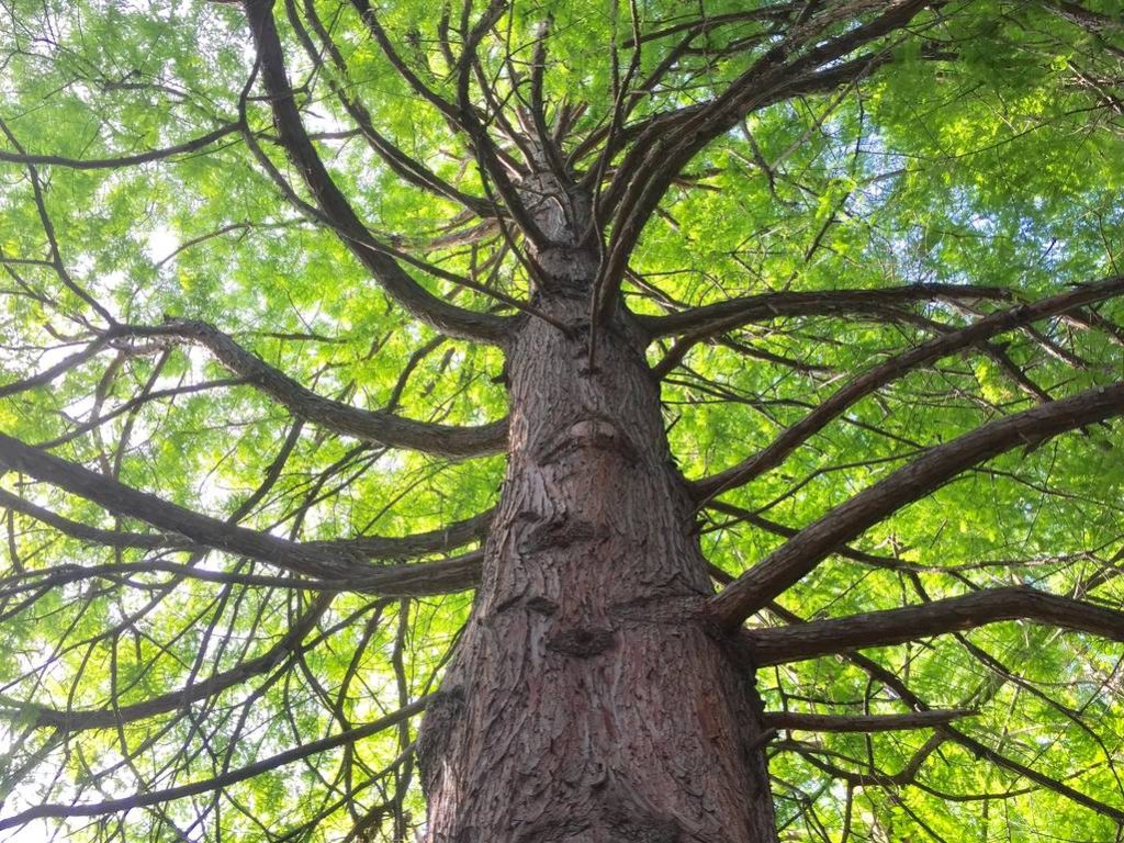 rsz_dendrologia - Appunti di Storia