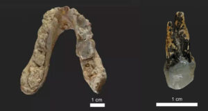 Il Graecopithecus: Un antenato comune tra uomini e scimpanzé? - Appunti ...