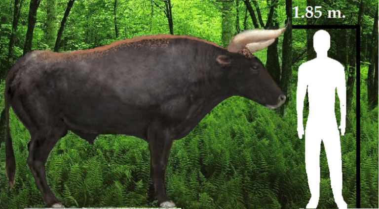 L'antenato dei bovini moderni: l'Uro - Appunti di Storia